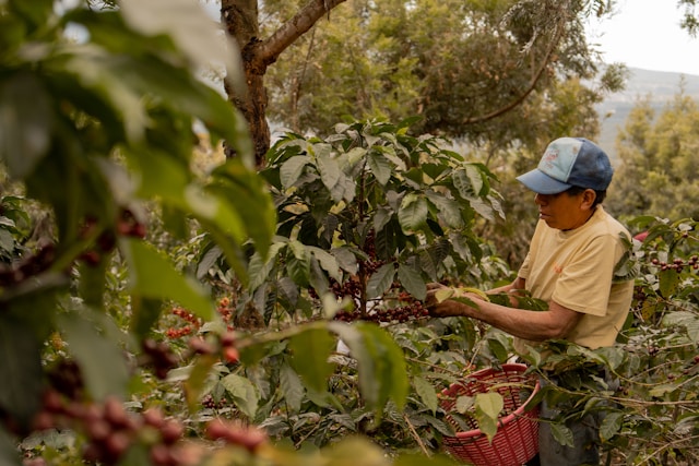 Káva a udržitelnost: Vychutnejte si kávu, která nezatěžuje planetu
